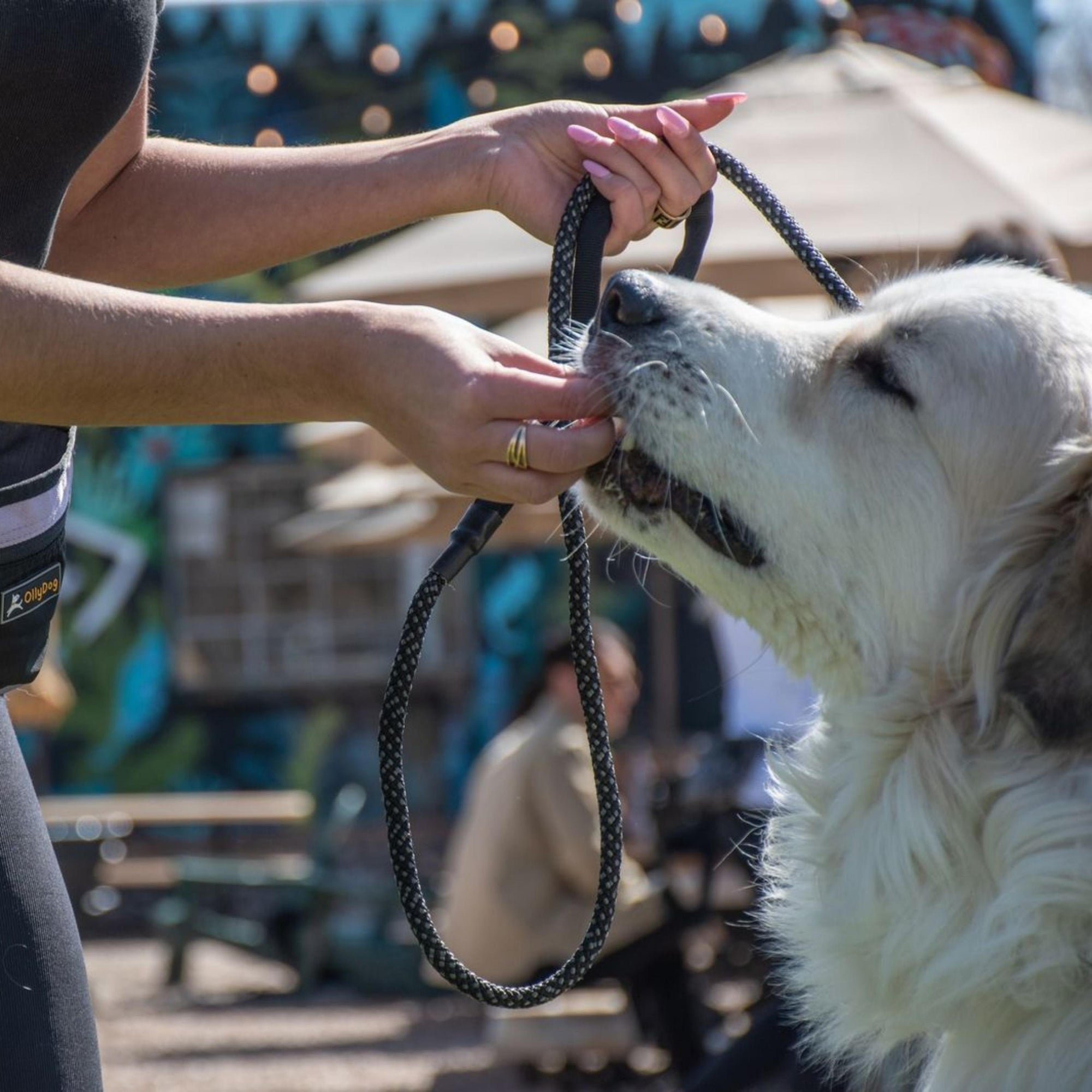 Mount Oso Bundle – OllyDog