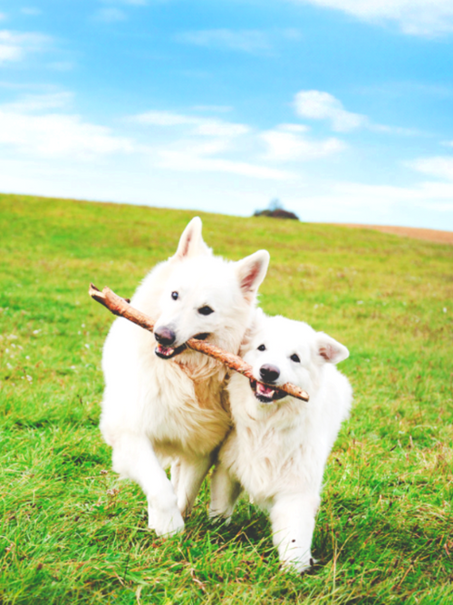 OllyDog- Innovative Dog Accessories